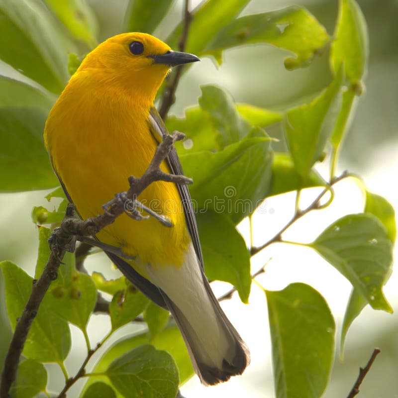 Vibrant Yellow Prothonotary Warbler Illuminated by Morning Sunlight ...