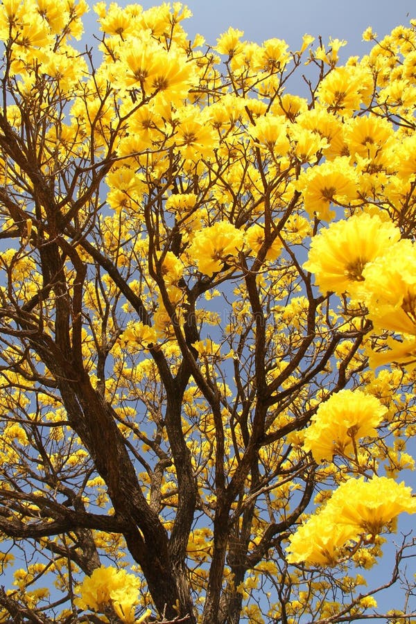 Yellow Tabebuia Tree in Bloom Stock Image - Image of scenic, season ...