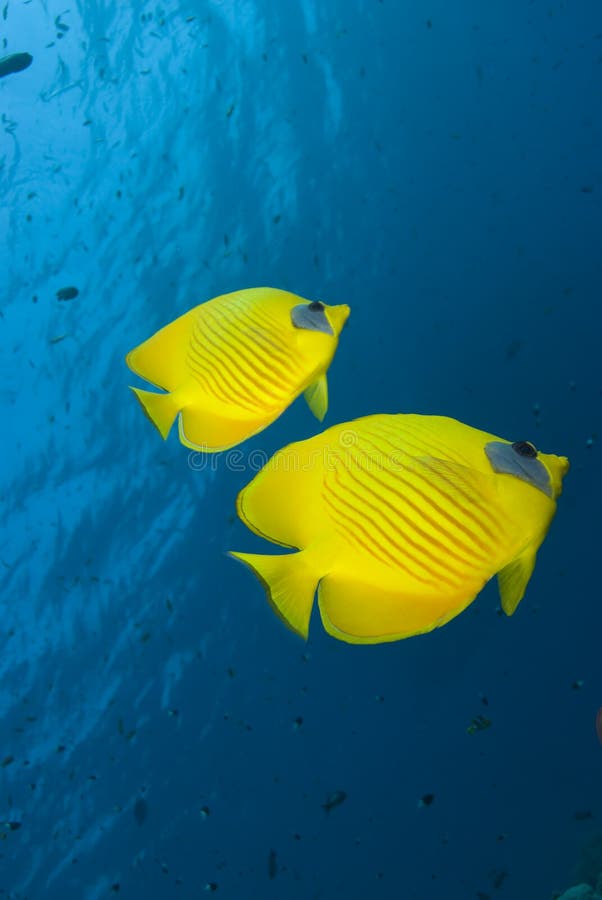 Vibrant Yellow and Purple Flowers Close Up. Stock Image - Image of ...