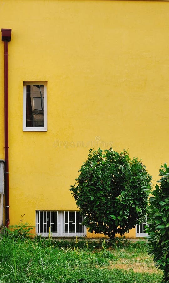 Vibrant Yellow Wall and Green Bush Stock Image - Image of yellow ...