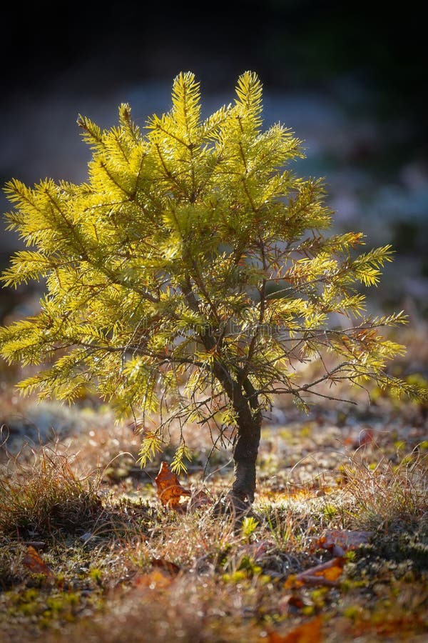 Vibrant Young Evergreen Tree Basks in the Sunlight, Growing and ...