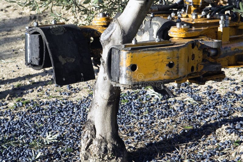 Vibrating Machine in an Olive Tree Stock Photo - Image of farmers ...