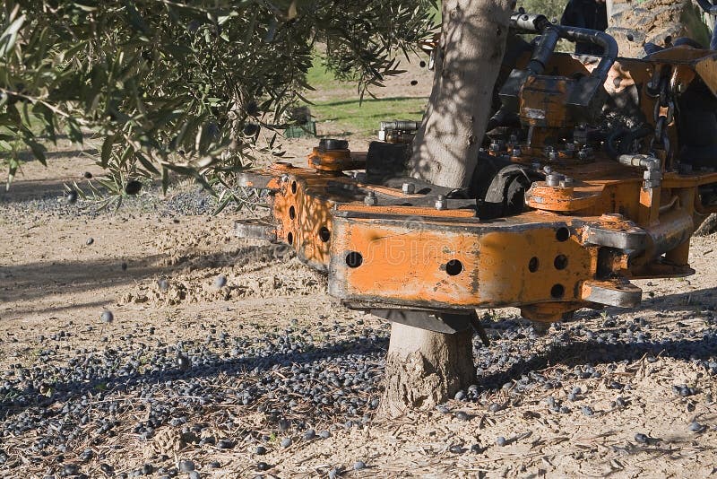 Vibrating Machine in an Olive Tree Stock Photo - Image of economy ...