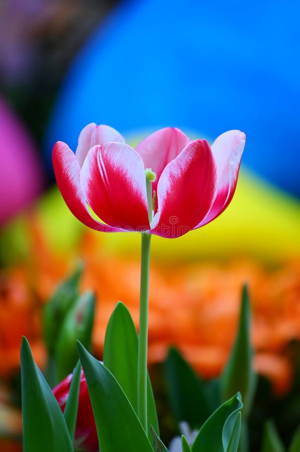 Tulpan fotografering för bildbyråer. Bild av härlig, detaljer - 6678113