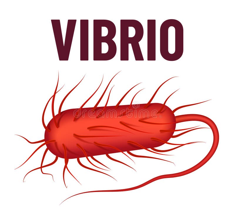 Vibrio. Bacteria Classification. Spiral Shapes of Bacteria. Morphology ...