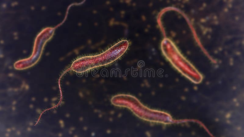 Vibrio Cholerae Bacteria, 3D Illustration Stock Illustration ...
