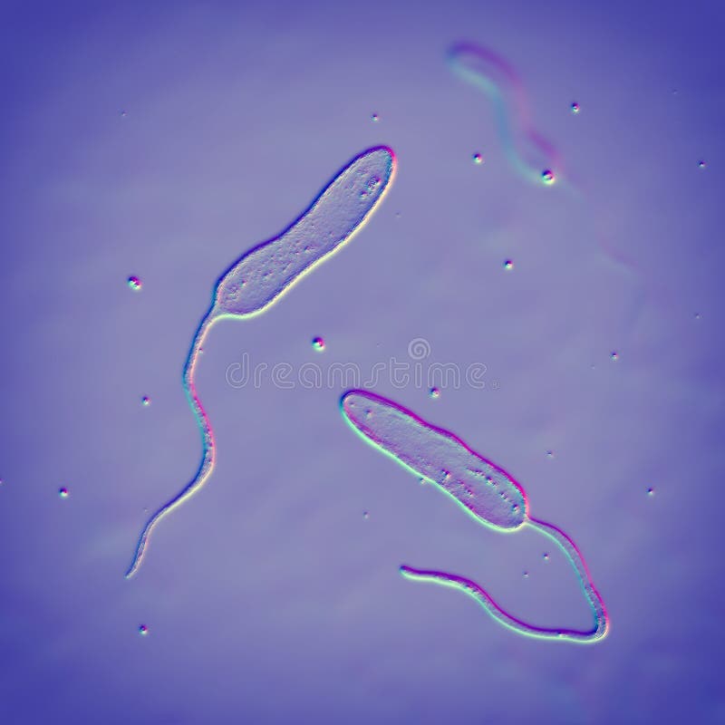 Vibrio Cholerae Bacteria, 3D Illustration Stock Illustration ...