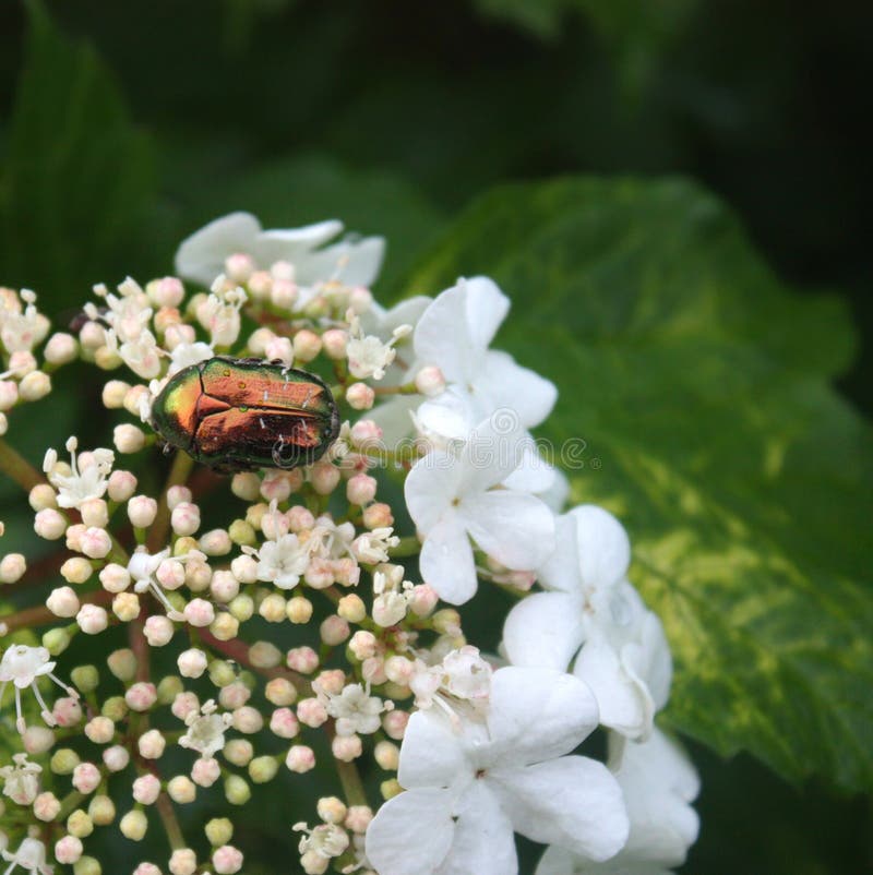 Viburnum Beetle and Firefly Stock Image - Image of white, beetle: 48492637