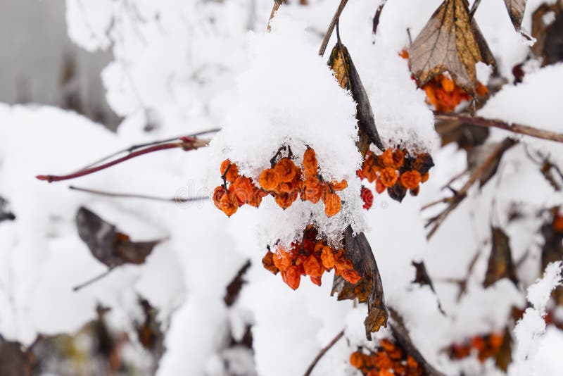 Viburnum Berries in the Snow. Winter Berries on the Tree Kalina Stock ...
