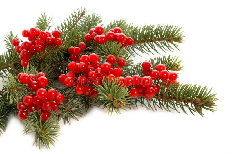 Viburnum berries in winter stock image. Image of retro - 65828353