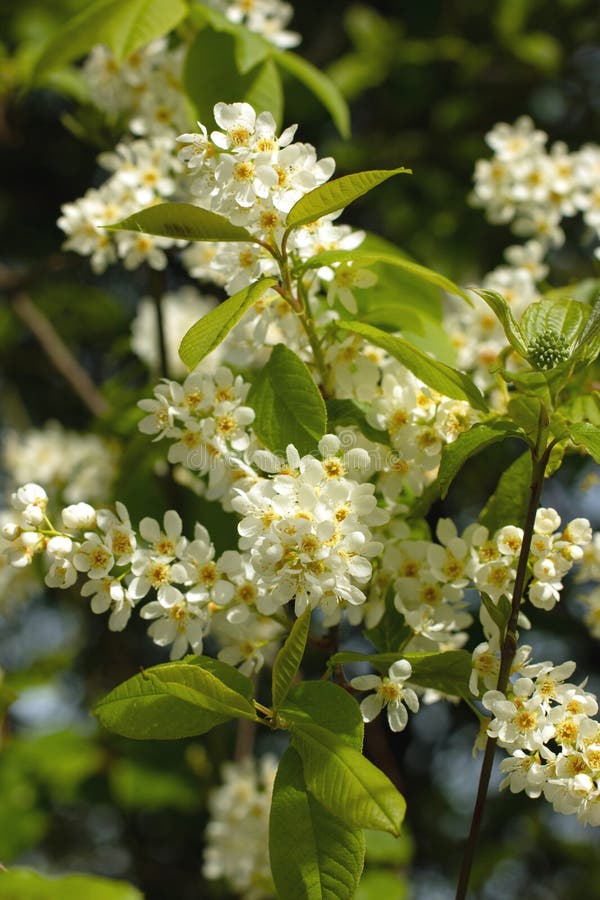 Viburnum Blooms in Spring in April Stock Photo - Image of plant, branch ...
