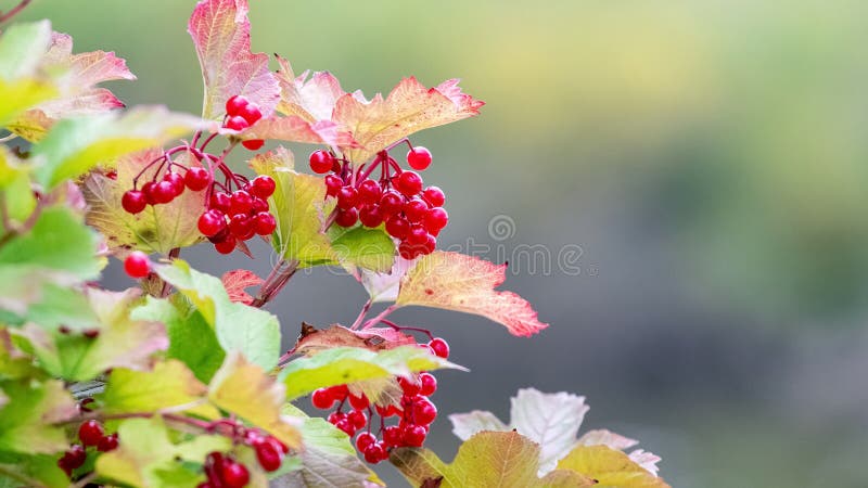 Viburnum Bush with Red Berries in the Garden in the Fall Stock Photo ...