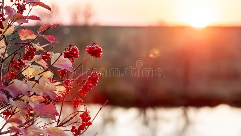 Viburnum Bush with Red Berries by the River at Sunset Stock Image ...