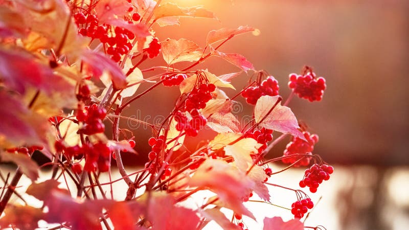 Viburnum Bush with Red Berries by the River in Warm Colors Stock Photo ...