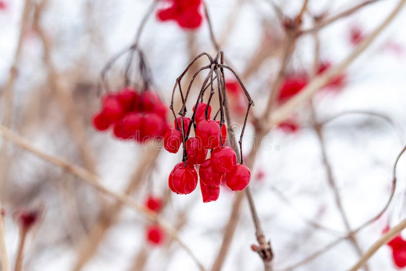 Viburnum Bush with Red Berries in Winter Stock Photo - Image of beauty ...