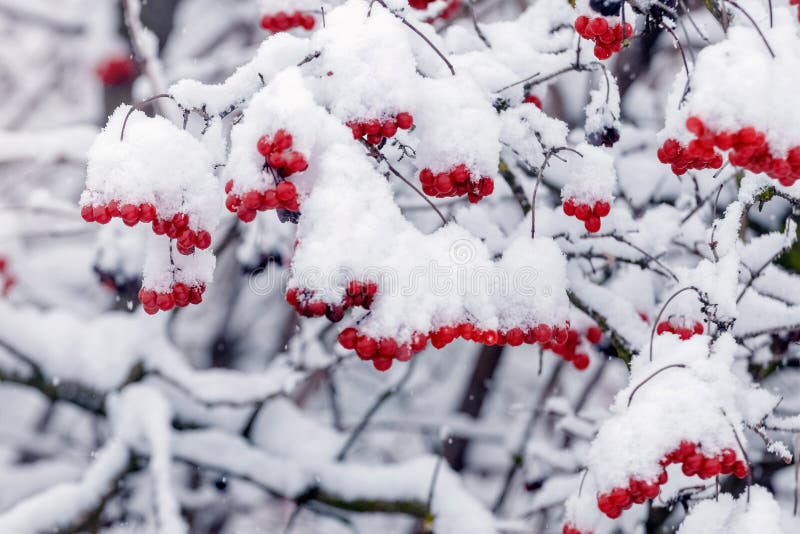 Viburnum Bush with Red Berries in Winter after Heavy Snowfall Stock ...
