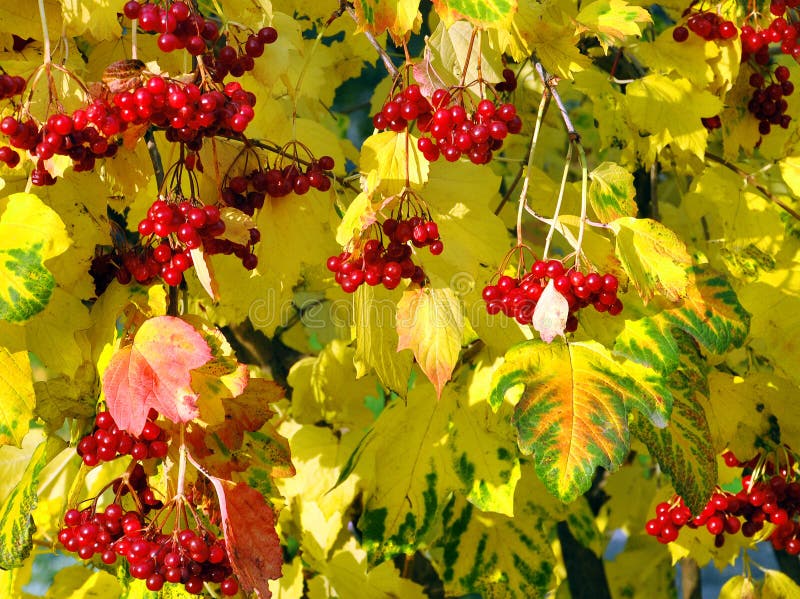 Viburnum Bush with Red Berries Stock Image - Image of botanic, fruit ...