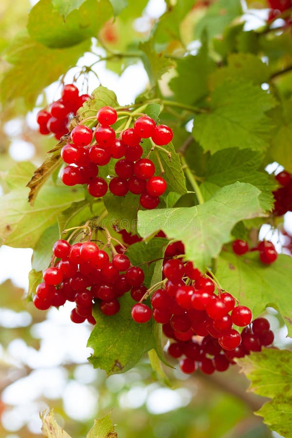 Viburnum Bush, Red Ripe Berries Stock Photo - Image of acid, fruit ...