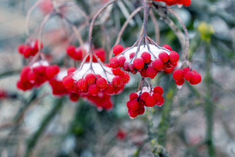 Viburnum Bush with Snow-covered Bunches of Red Berries Stock Photo ...