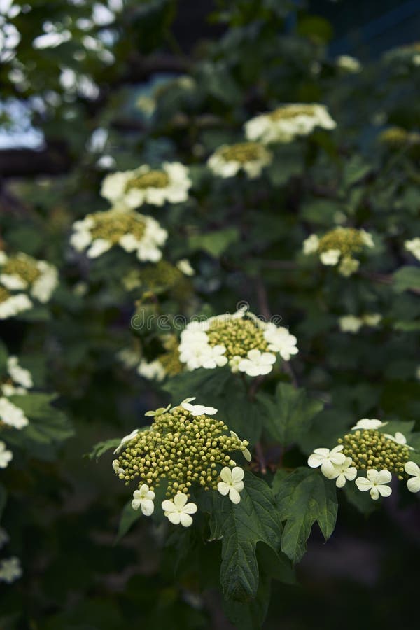 The Viburnum Flower, Moschatel Family, Adoxaceae Stock Photo - Image of ...