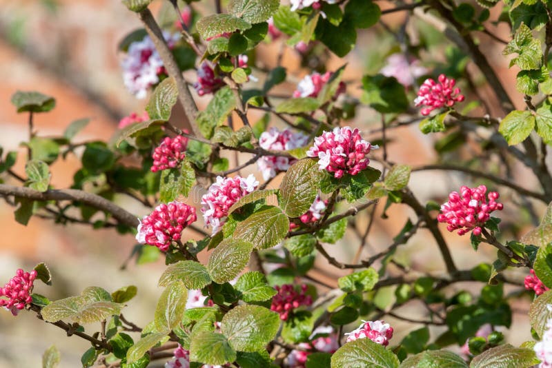 Viburnum flowers stock photo. Image of floral, freshness - 265789578