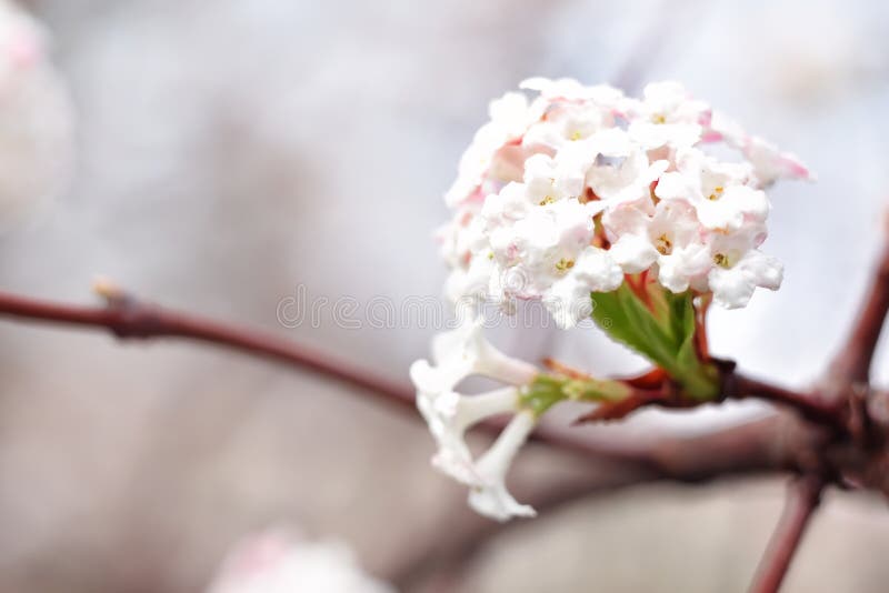 Viburnum Flowers in Spring. Stock Image - Image of bush, beauty: 87452945