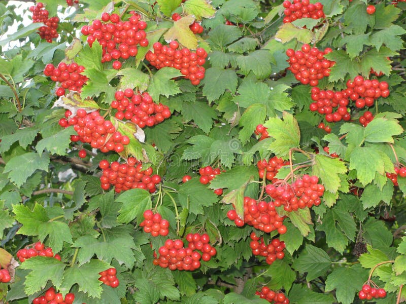 Viburnum fruit on the tree stock photo. Image of fruit - 61120642