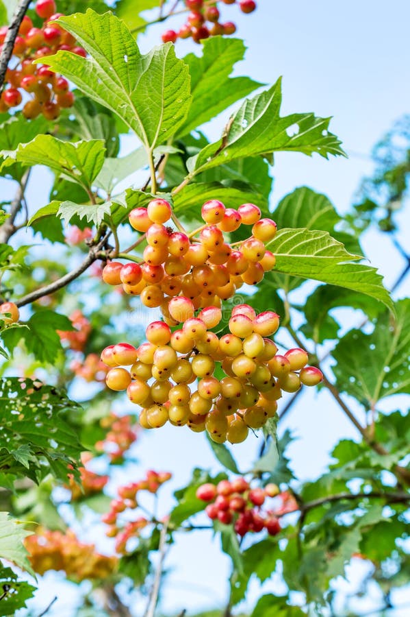 Viburnum Fruits on Branch of Bush Stock Image - Image of harvest, fruit ...