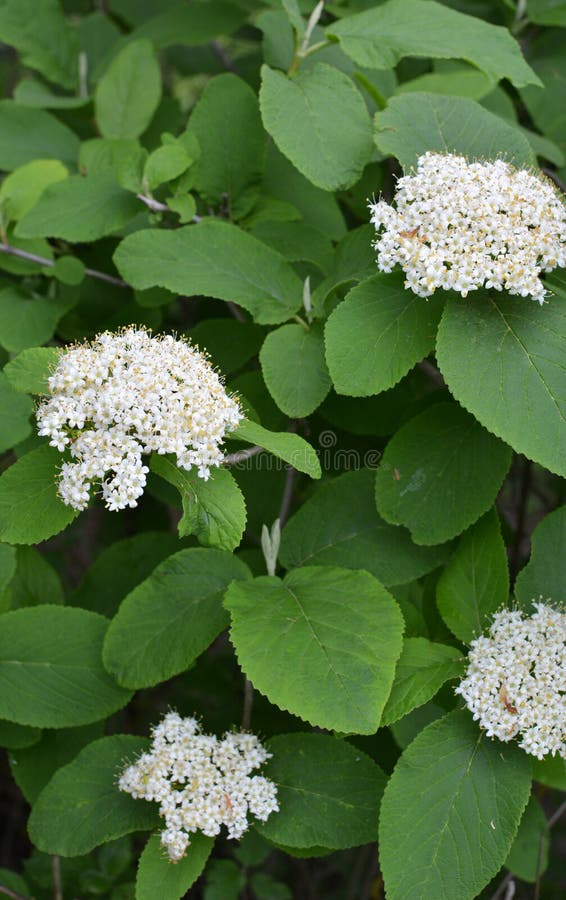 Viburnum Viburnum Lantana Blooms in Spring Stock Image - Image of ...