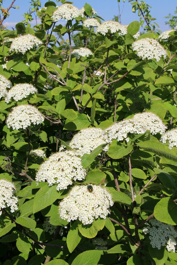 Viburnum Lantana Flower in Meadow, Close Up Shoot Stock Image - Image ...