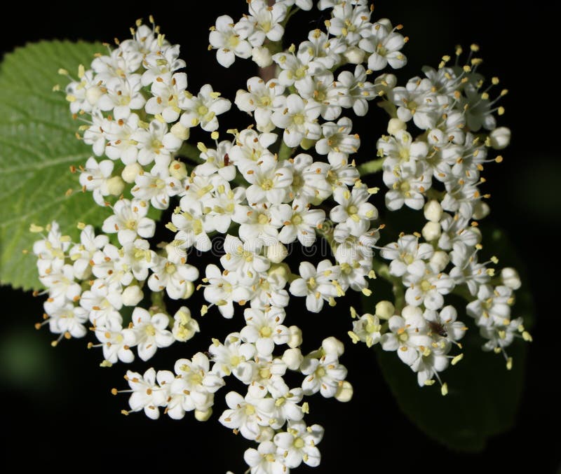 Viburnum Lantana Wayfaring Tree Imagen de archivo - Imagen de planta ...