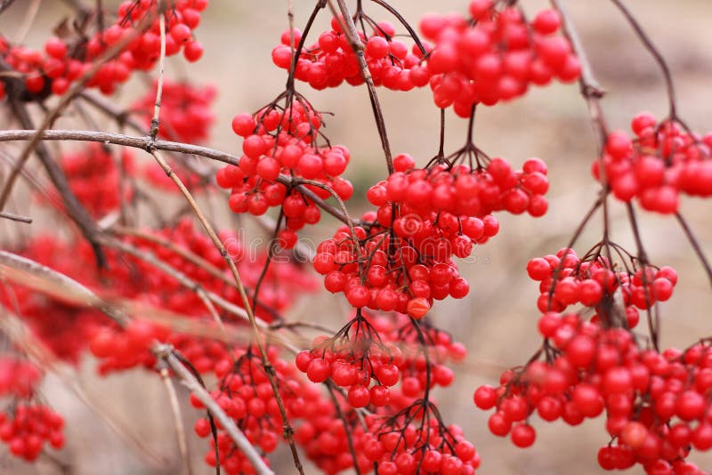 Red Berries on a Tree in Autumn Stock Image - Image of berries ...
