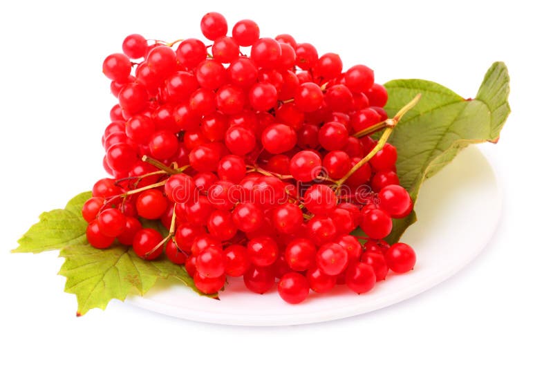 Viburnum opulus stock photo. Image of tree, ripe, guelder - 11050866