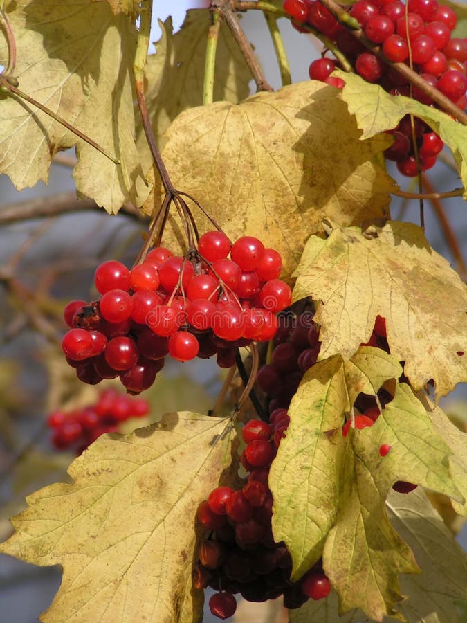 Viburnum opulus stock image. Image of berries, tree, branch - 11662979