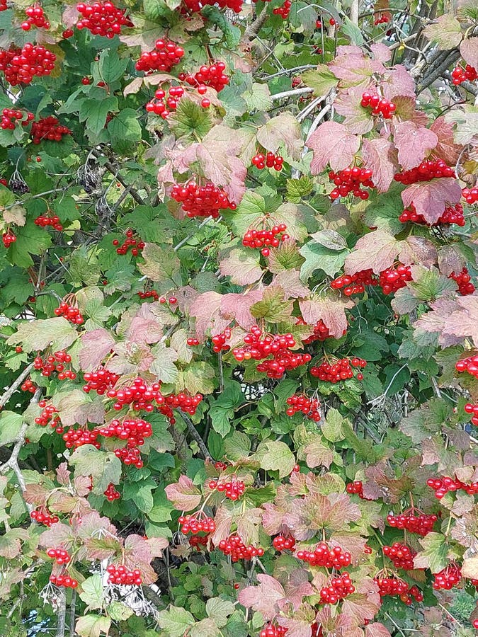 Viburnum opulus berries stock image. Image of adoxaceae - 260870547
