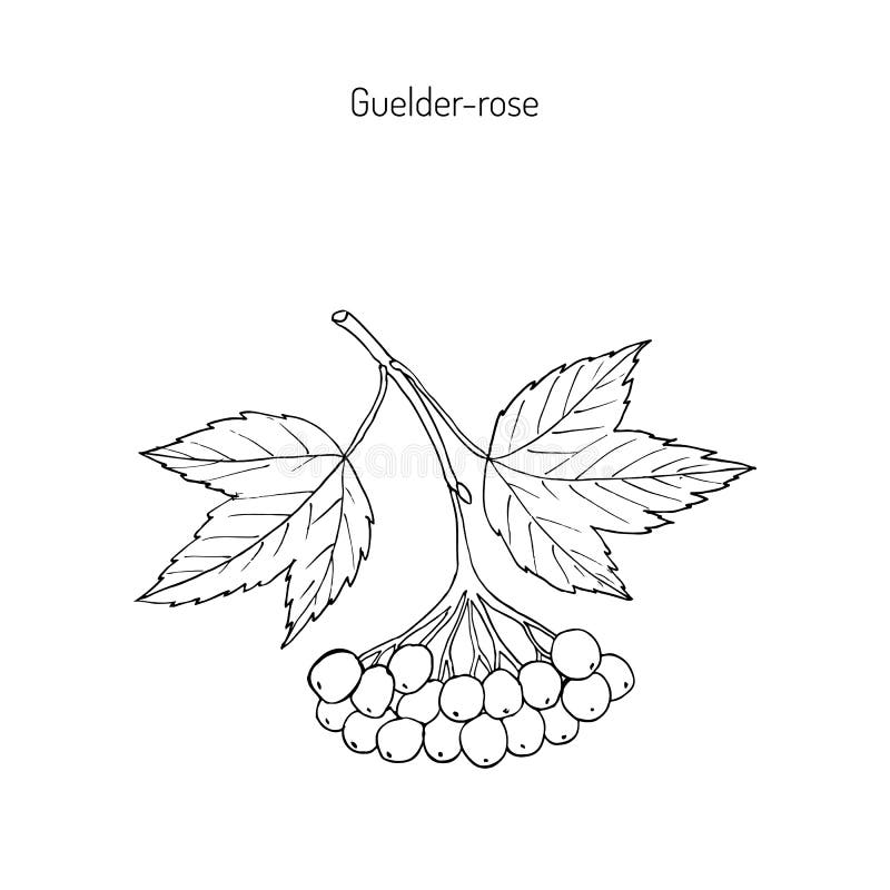 Viburnum Opulus or Guelder Rose Stock Vector - Illustration of opulus ...