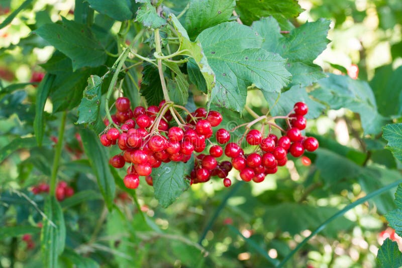 Viburnum Opulus Guelder-rose or Guelder Rose Red Berries Stock Image ...