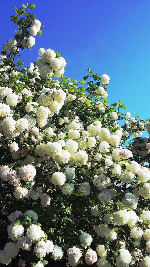 Viburnum Opulus Roseum - Snowball Tree Stock Image - Image of outside ...