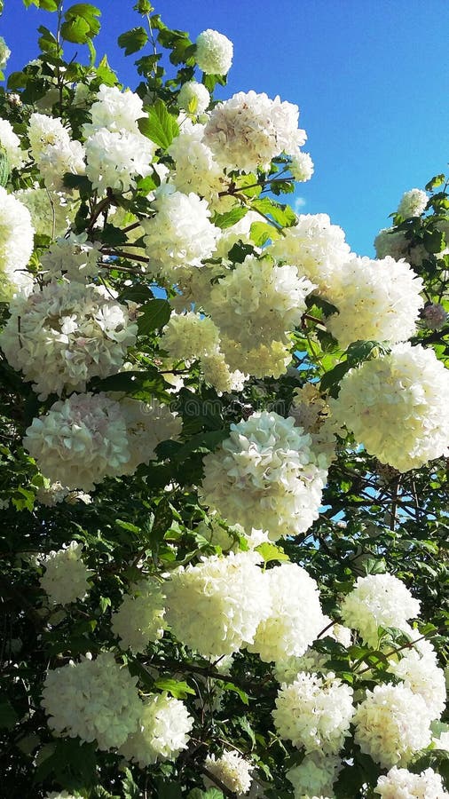 Viburnum Opulus Roseum - Snowball Tree Stock Photo - Image of rich ...