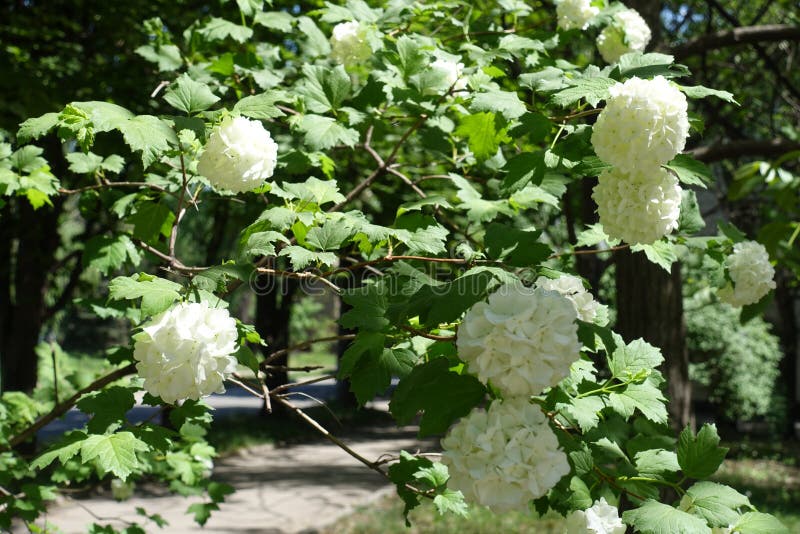Viburnum Opulus Sterile in Bloom in May Stock Image - Image of ...