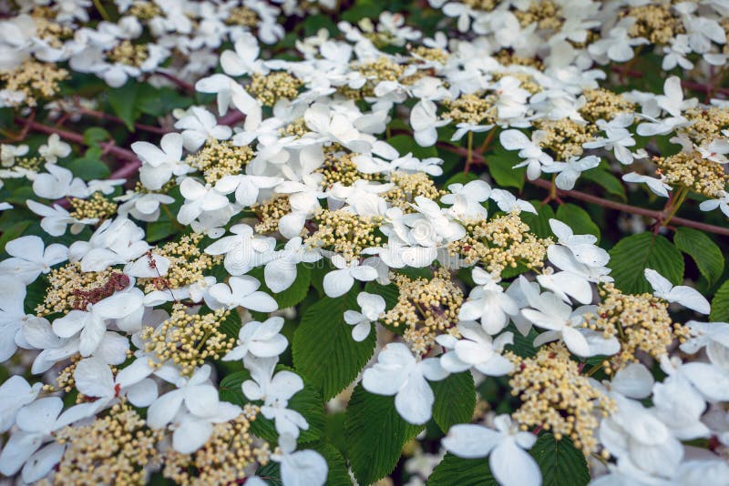 Viburnum Plicatum, Japanese Snowball Tree Blossoms. Stock Image - Image ...