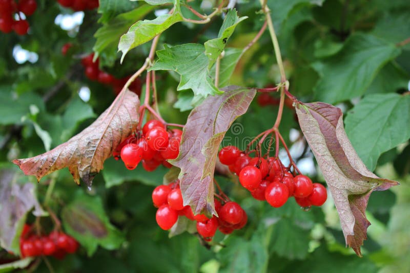 Red Berries on a Tree in Autumn Stock Image - Image of garden, copy ...