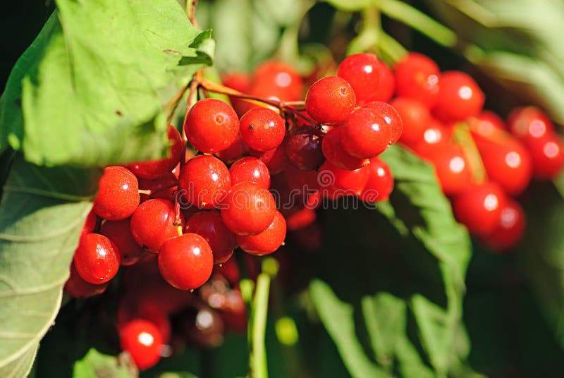 Viburnum Shrub with Red Berries Stock Photo - Image of fresh, branch ...