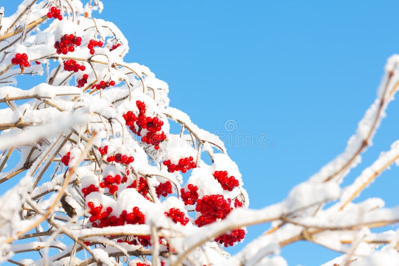 Viburnum Shrub with Red Ripe Berries Covered with Snow Stock Photo ...