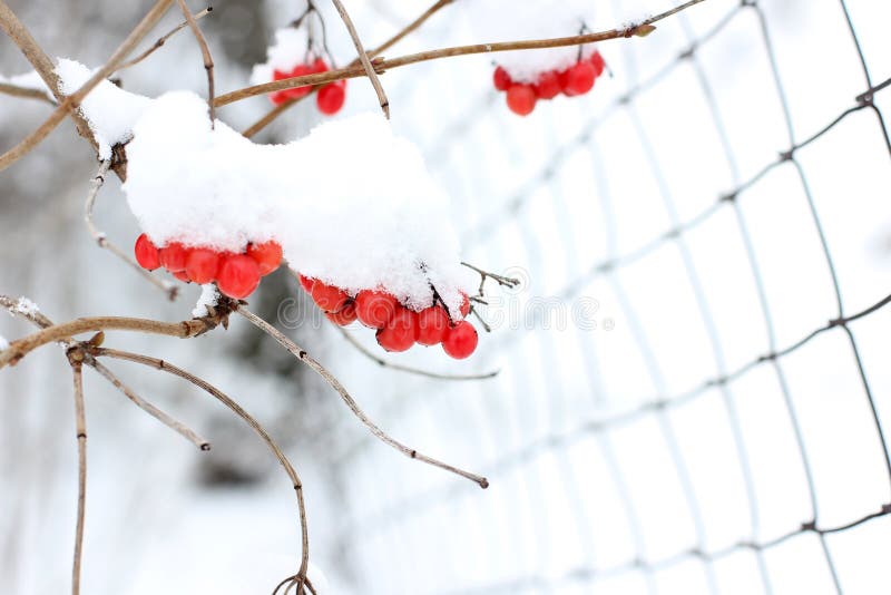 Viburnum in the Snow. Beautiful Winter Stock Photo - Image of beautiful ...