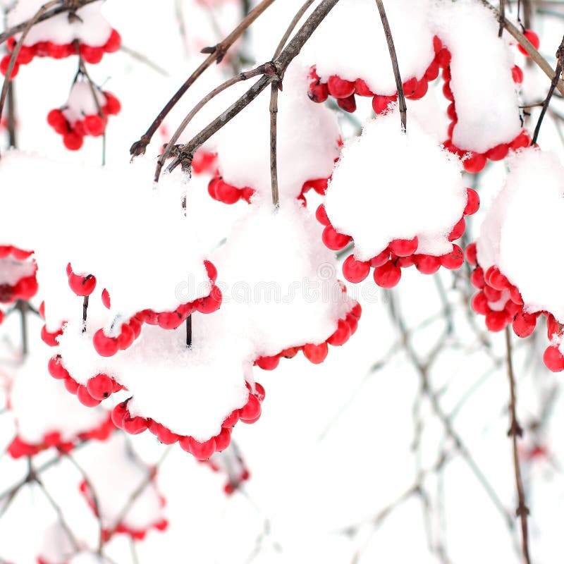 Viburnum in the Snow. Beautiful Winter Stock Photo - Image of festive ...