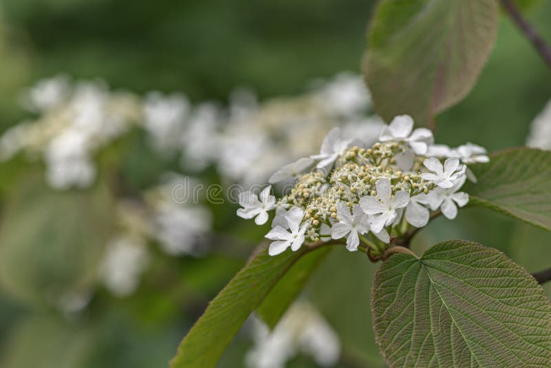 Viburnum in spring stock image. Image of flower, lush - 55168351