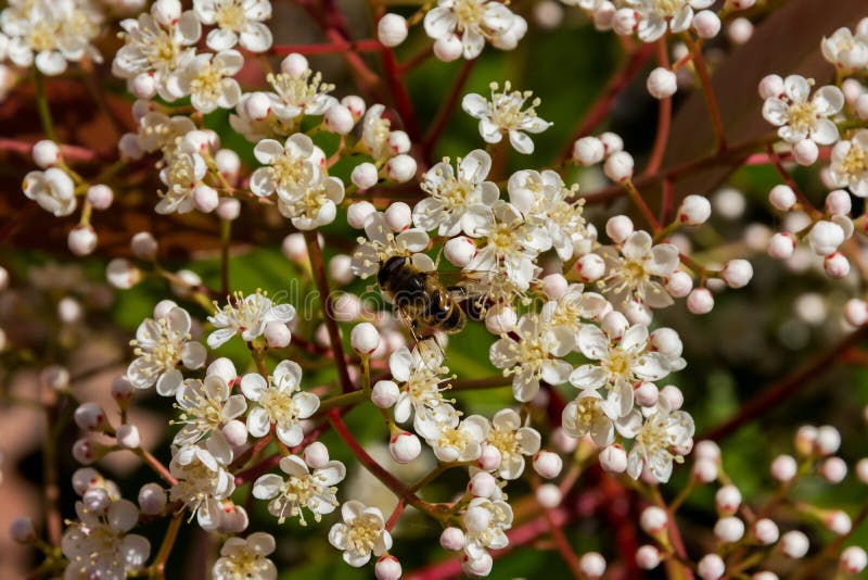 The Viburnum Tinus stock image. Image of nostalgia, lentilism - 181481301