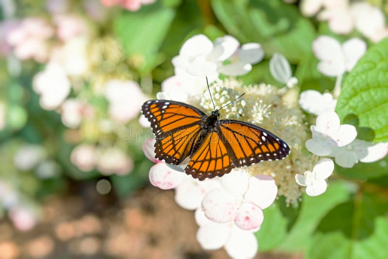 Viceroy Butterly and Hydrangeas Stock Photo - Image of feeding ...
