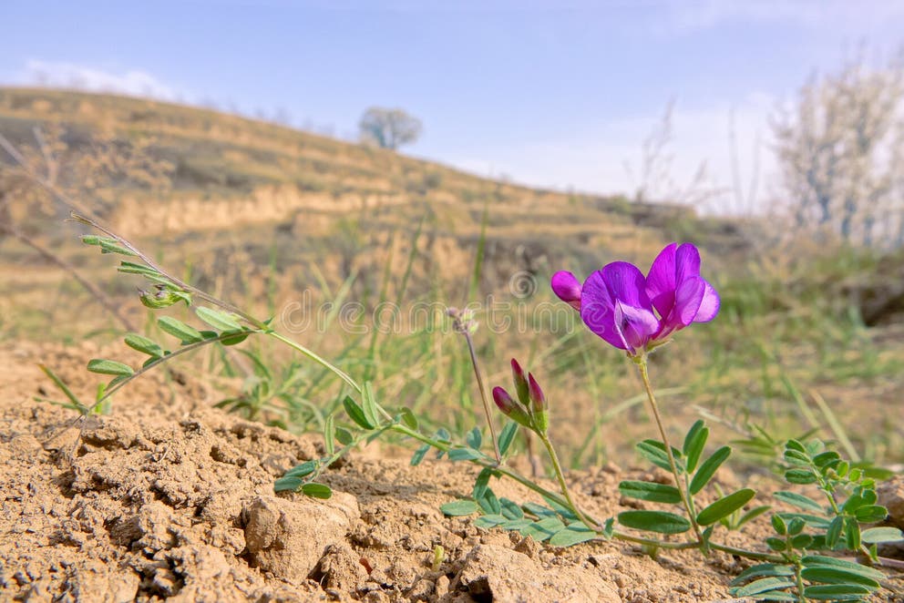 Vicia angustifolia stock image. Image of flowers, natural - 242516973